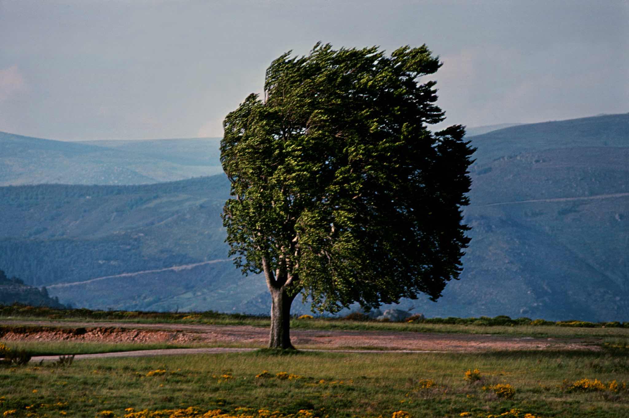 1976, Lozère, France ash tree in the wind