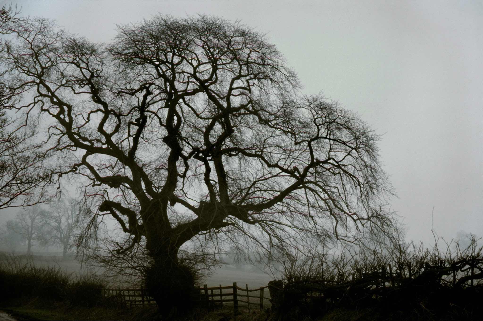 1977, Derbyshire, UK, bare oak tree