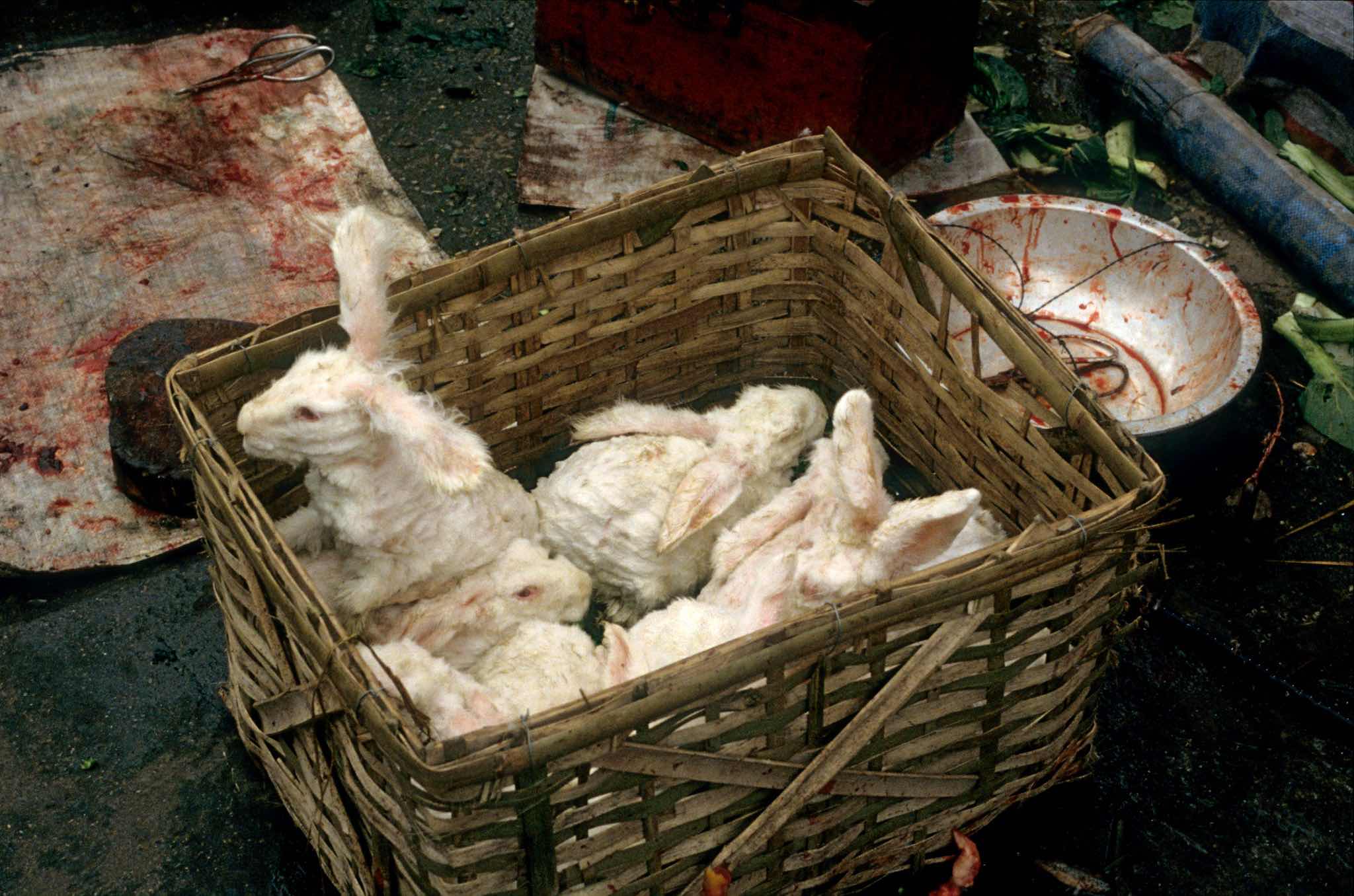 Chinese Angora Rabbit